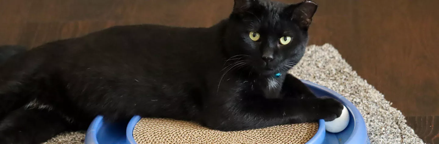 Coastal Pet Products | Coastal Pet Products