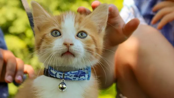 Coastal Pet Products | Coastal Pet Products